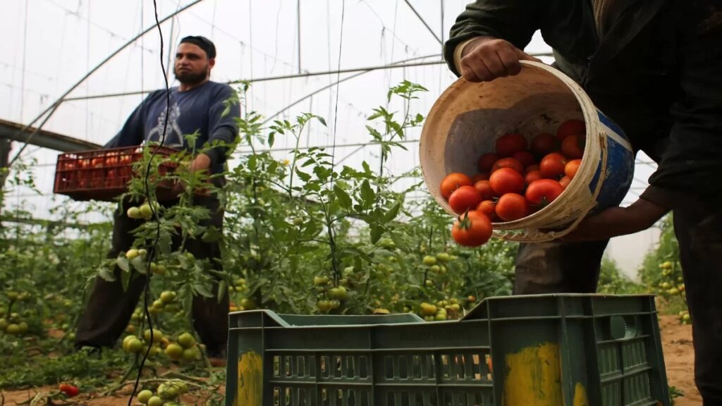Controversy Surrounds Allegations of Jordan's Tomato Exports to Israel ...