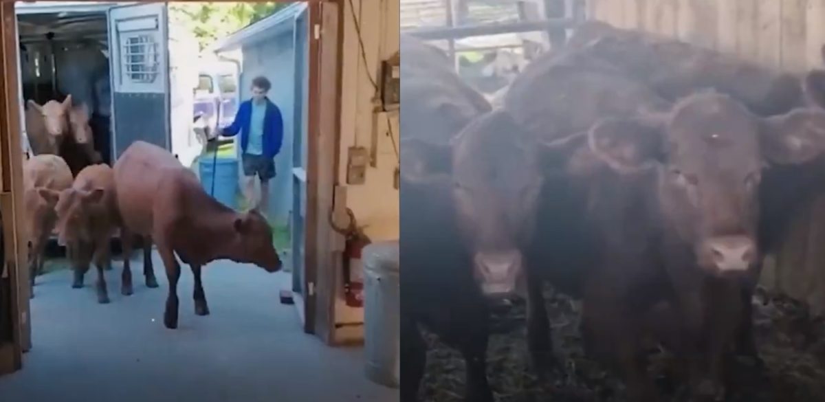 Unveiling the Myth: Al-Aqsa Flood and the Red Cows in Jewish Beliefs ...