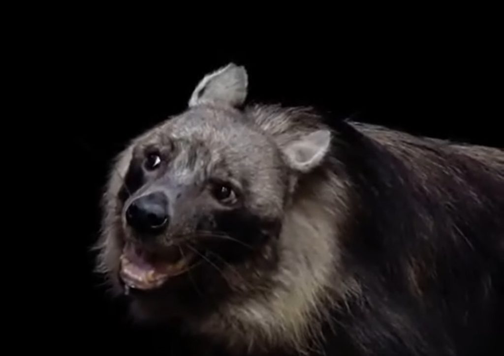 Unveiling the Ferocious Brown Hyena: Fearless Predator of the Desert ...