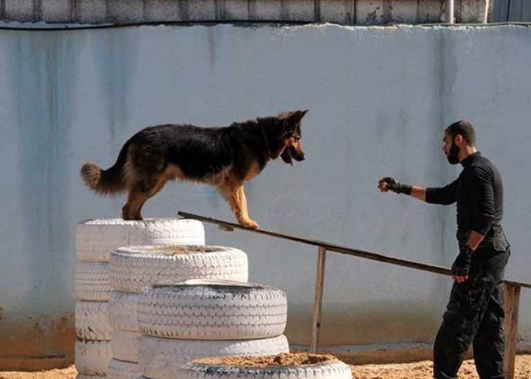 Mystery Unleashed: Decoding the Enigmatic 'Gaza Dogs' That Intrigued ...