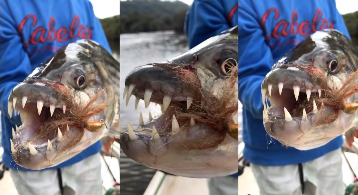 Encountering the Predatory Tiger Fish: Africa's Most Terrifying Hunter ...